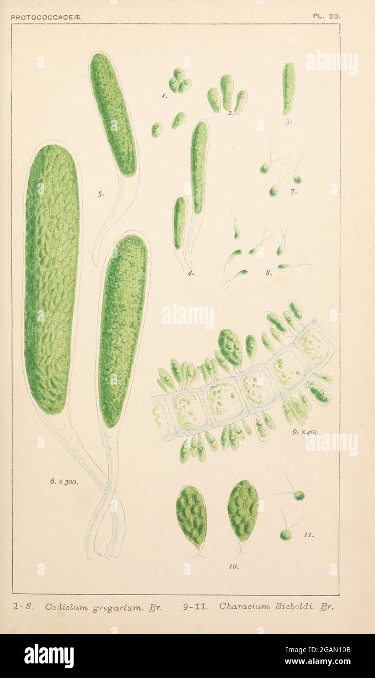 Algal extraction hi-res stock photography and images - Alamy