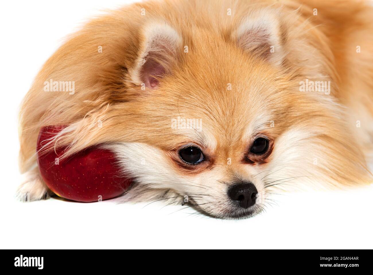 The dog isolate. Pomeranian with an apple on a white background. Dog ...