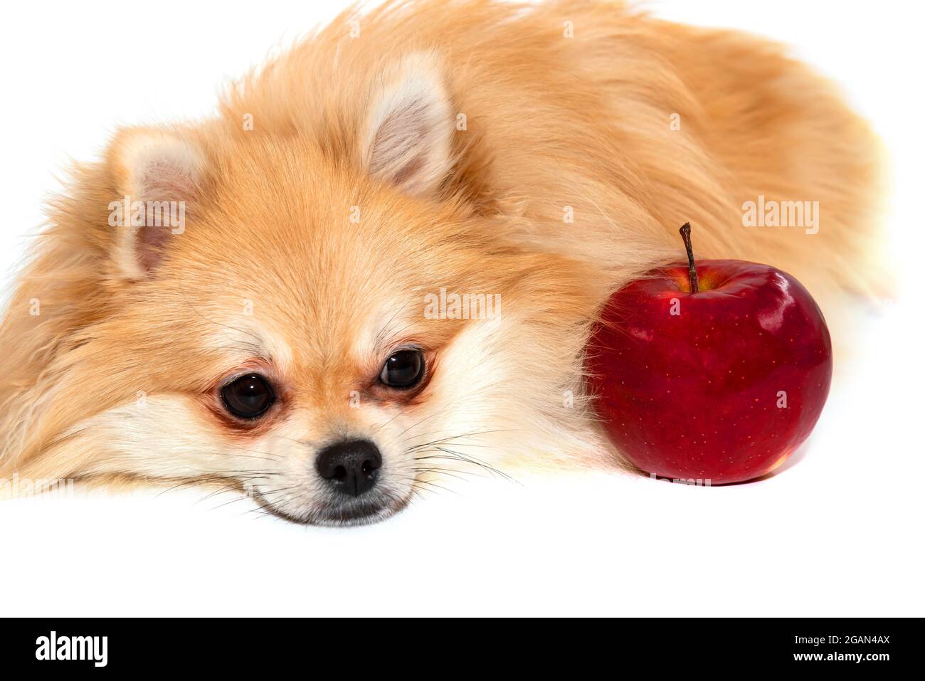 The dog isolate. Pomeranian with an apple on a white background. Dog ...