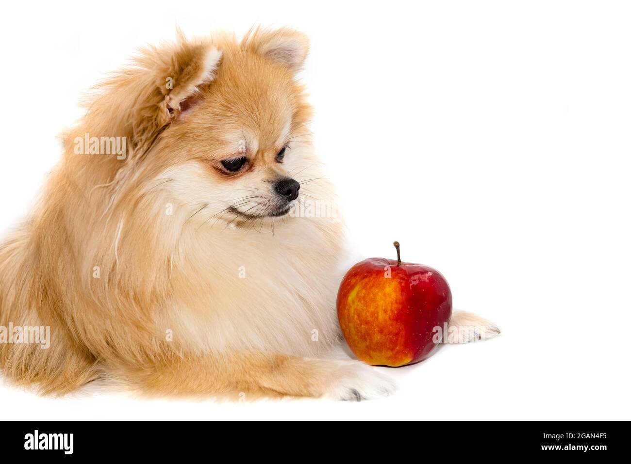 The dog isolate. Pomeranian with an apple on a white background. Dog ...
