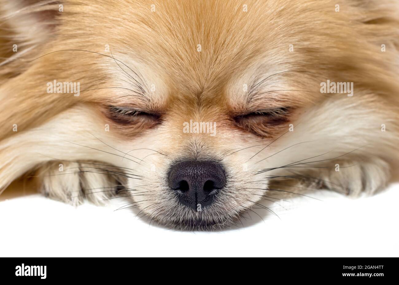Pomeranian Pomeranian close-up. Dog's face on a white background. Dog ...