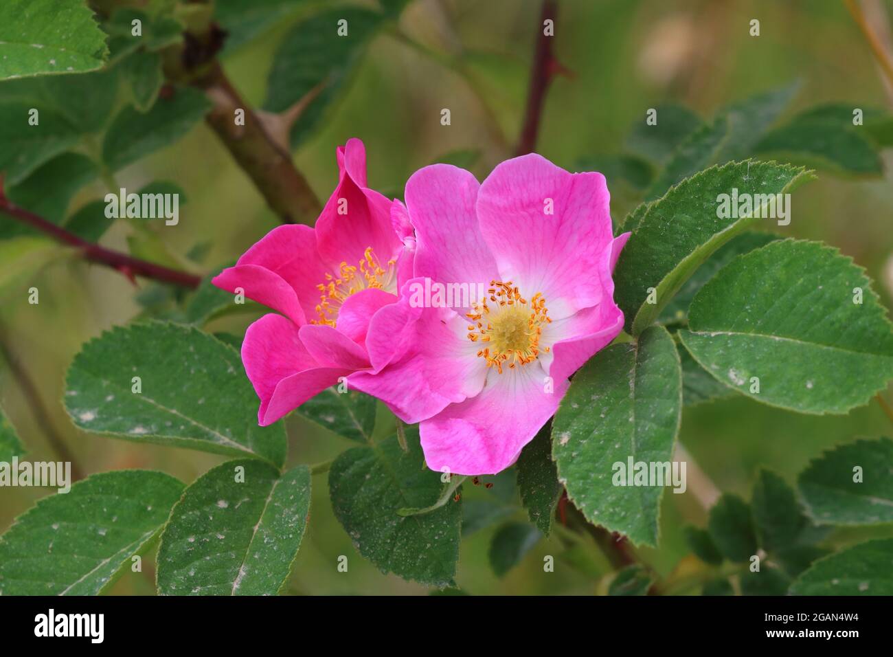 England dog rose hi-res stock photography and images - Alamy