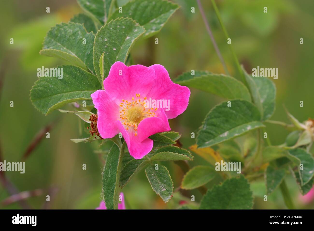 England dog rose hi-res stock photography and images - Alamy