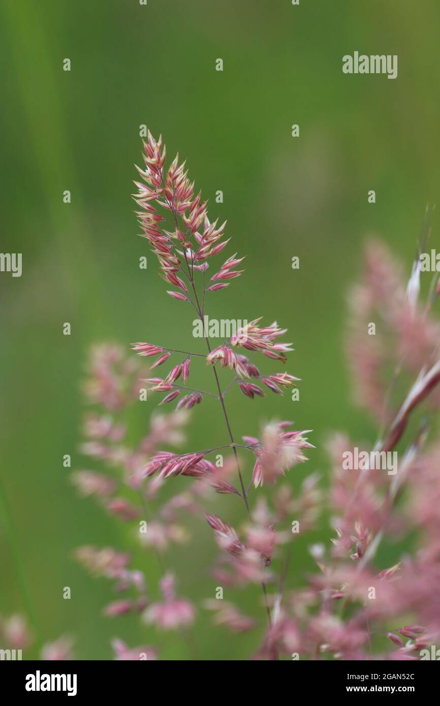 Holcus ianatus hi-res stock photography and images - Alamy