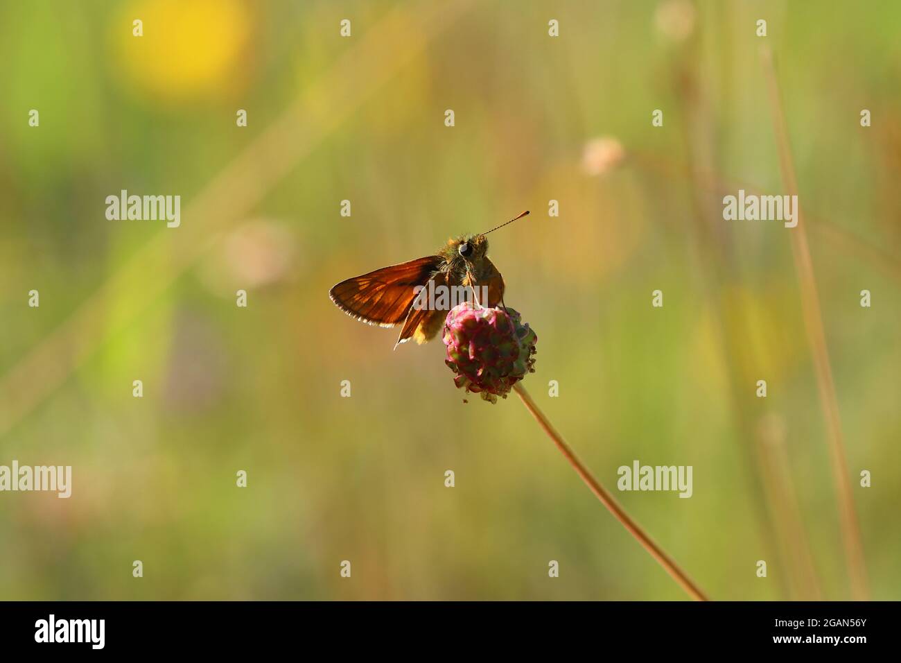 Common skipper moth hi-res stock photography and images - Alamy
