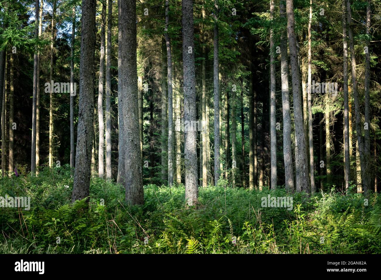 Deep pine forest with underneath fern plantation Stock Photo - Alamy