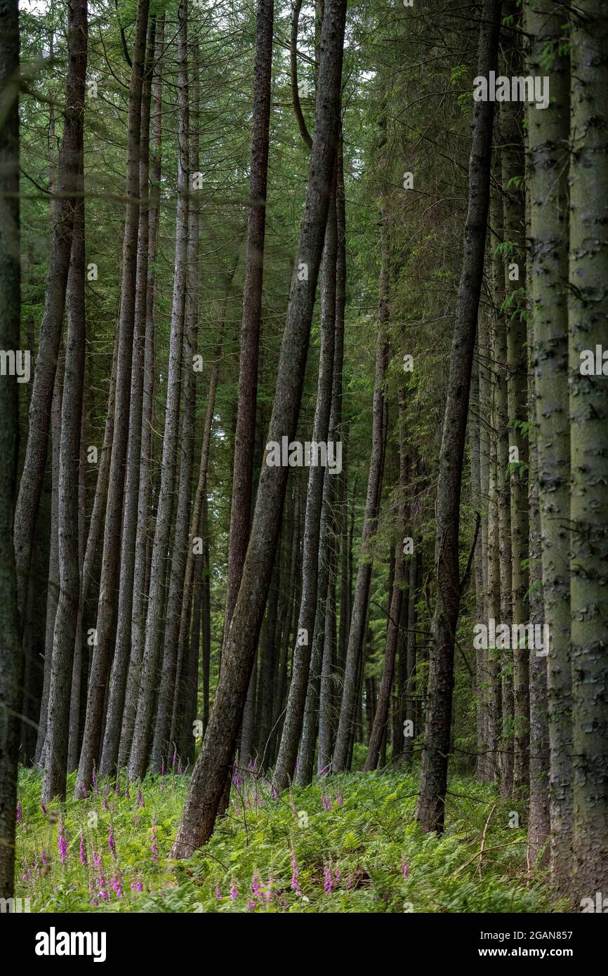 Deep pine forest with underneath fern plantation Stock Photo - Alamy