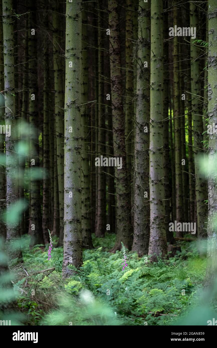 Deep pine forest with underneath fern plantation Stock Photo - Alamy