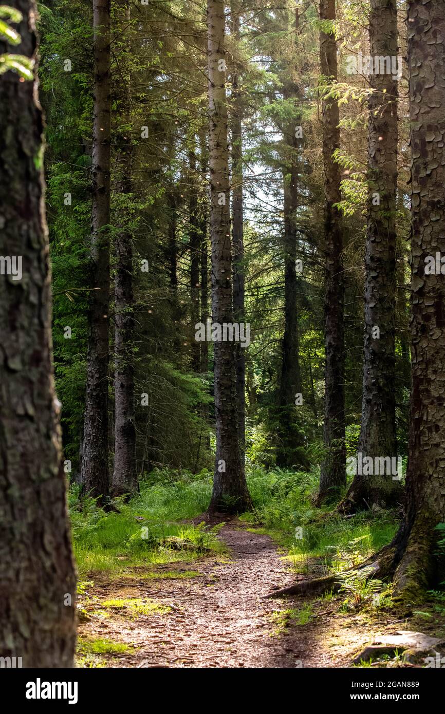 Deep pine forest with underneath fern plantation Stock Photo - Alamy
