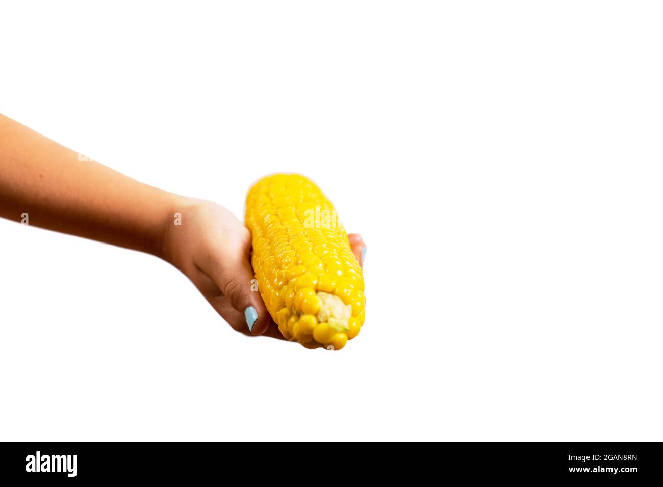 Female hand holding one piece of sweet corn close up, isolated on a ...