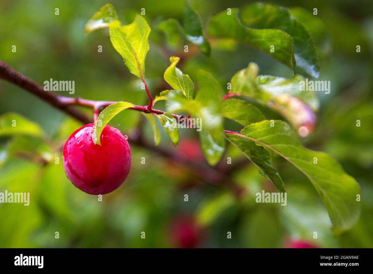 Ripe red prune, Mendocino, California, United States Stock Photo - Alamy