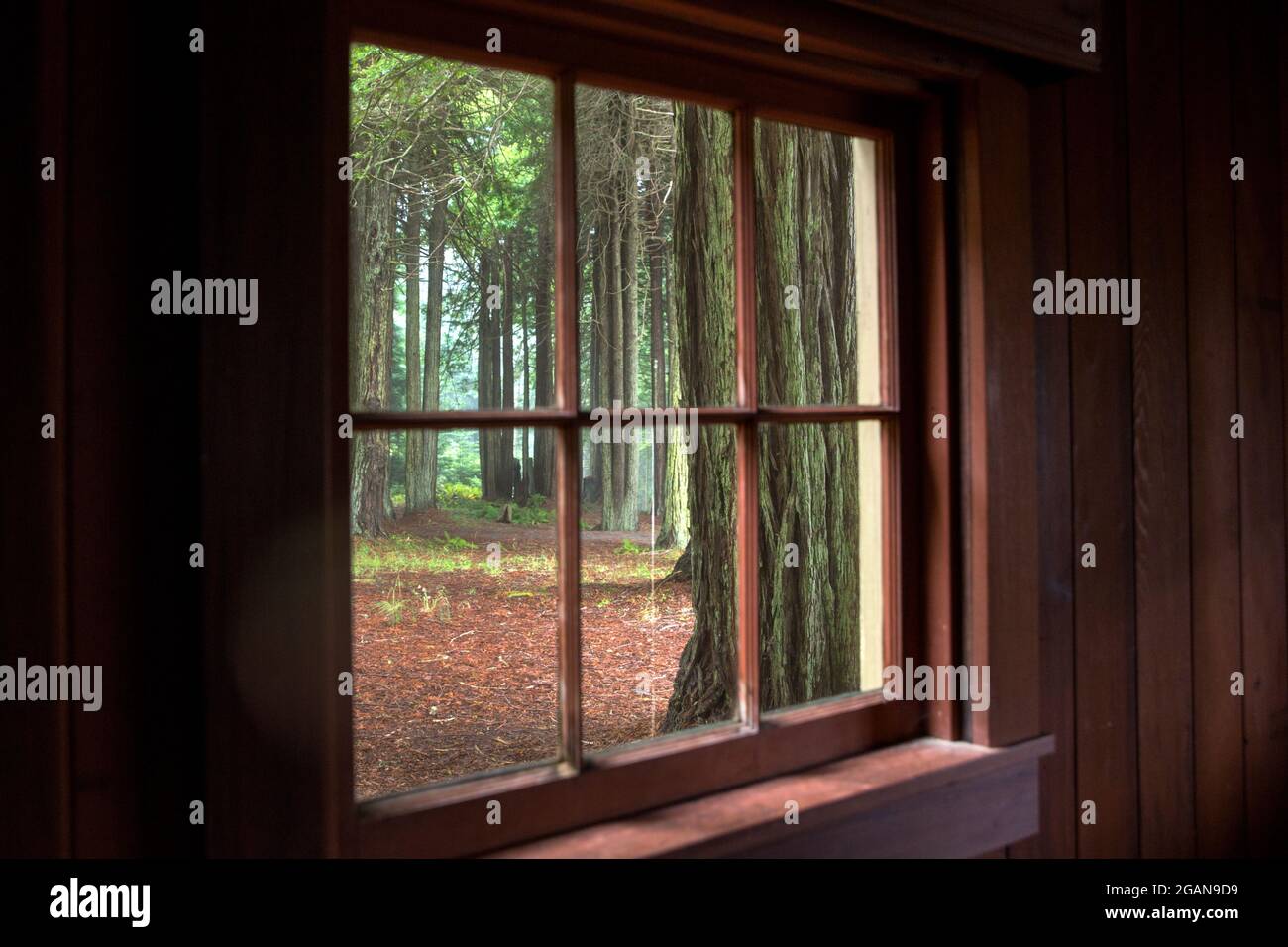 View from a wooden cottage window into a forest. Mendocino, California ...