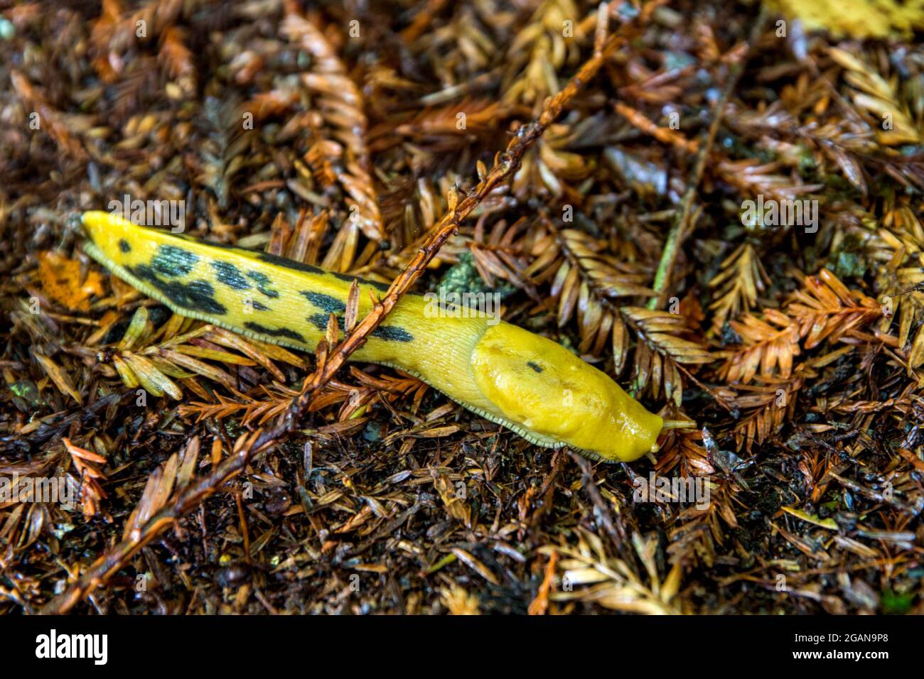 Slug closeup hi-res stock photography and images - Alamy