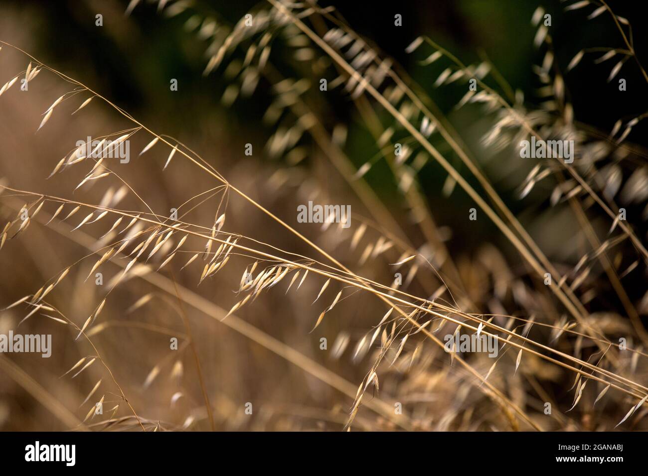 Field of dry weeds on the California coast, Mendocino, United States ...