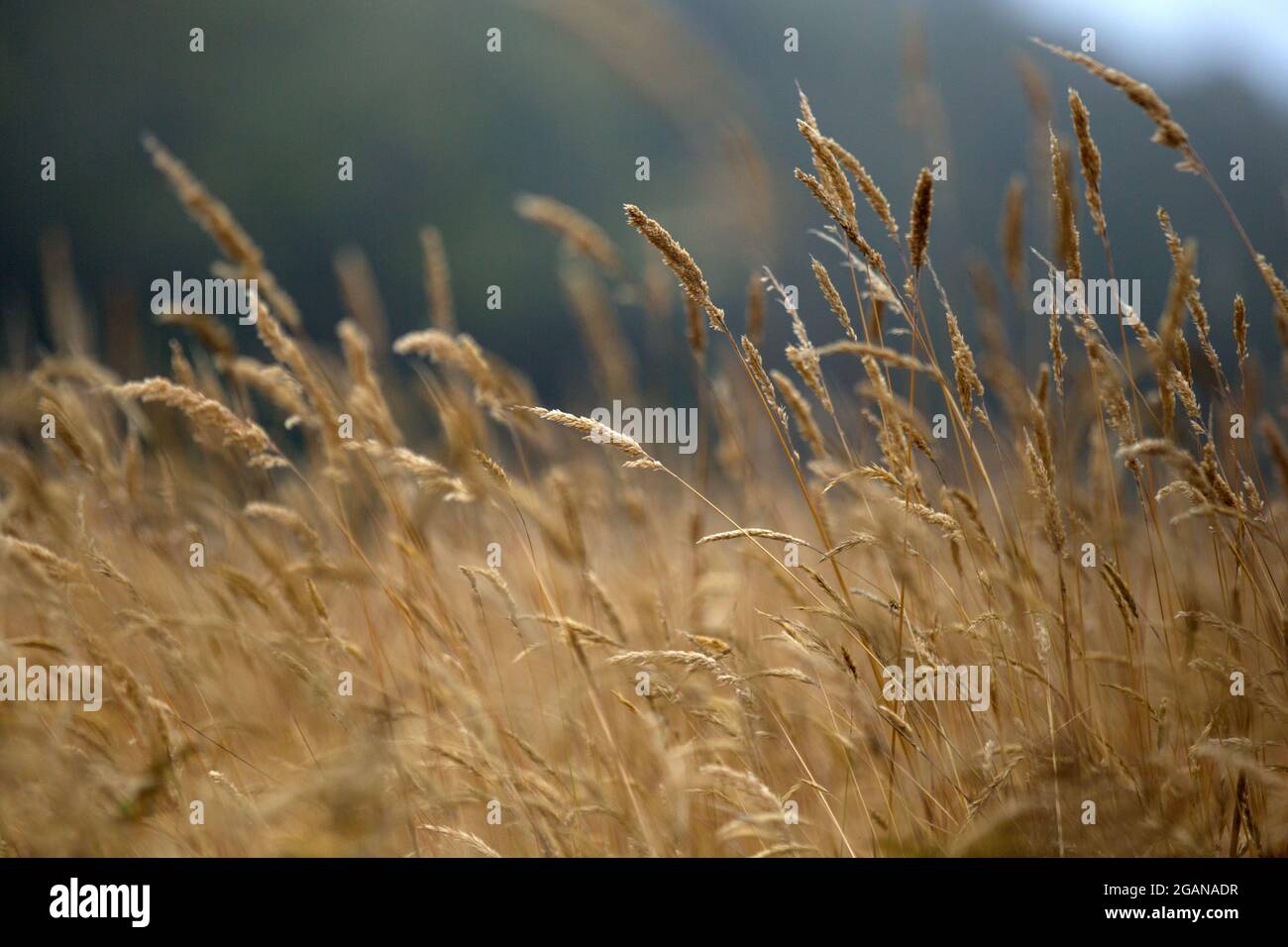 Field of dry weeds on the California coast, Mendocino, United States ...