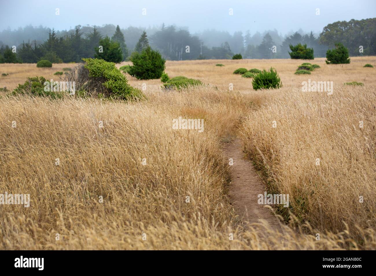 Field Pathway High Resolution Stock Photography and Images - Alamy
