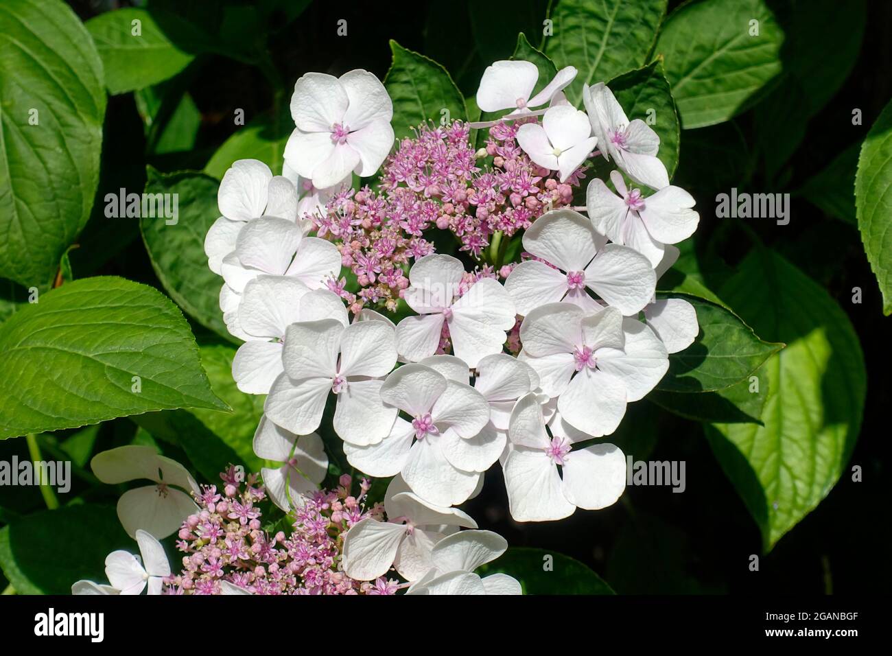 Hydrangea Aspera High Resolution Stock Photography and Images - Alamy