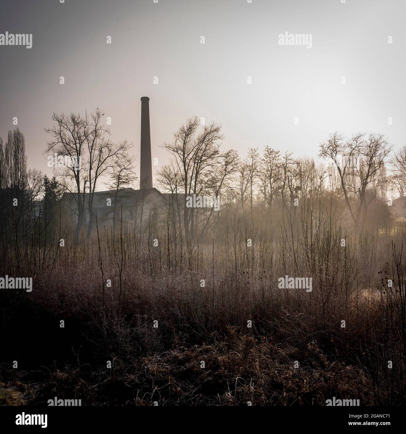 Misty morning view of an abandoned factory surrounded by overgrown ...