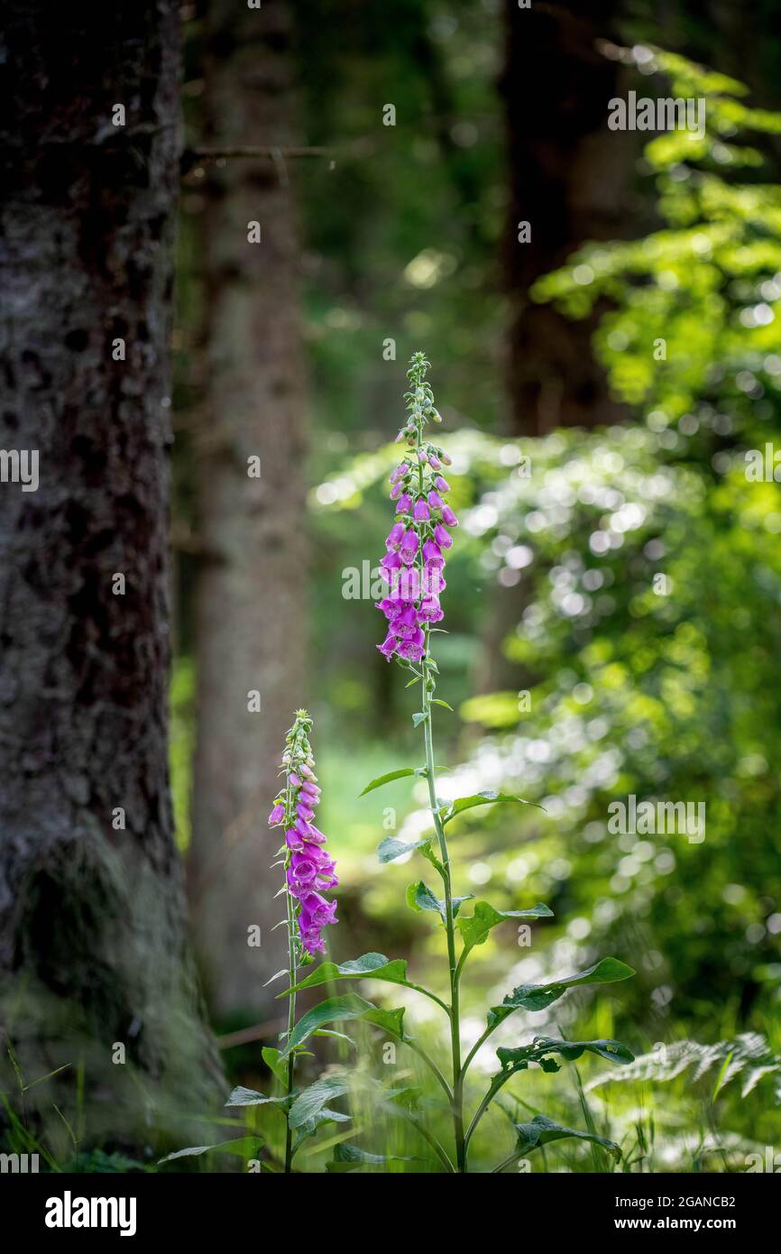 Deep pine forest with underneath fern plantation Stock Photo - Alamy