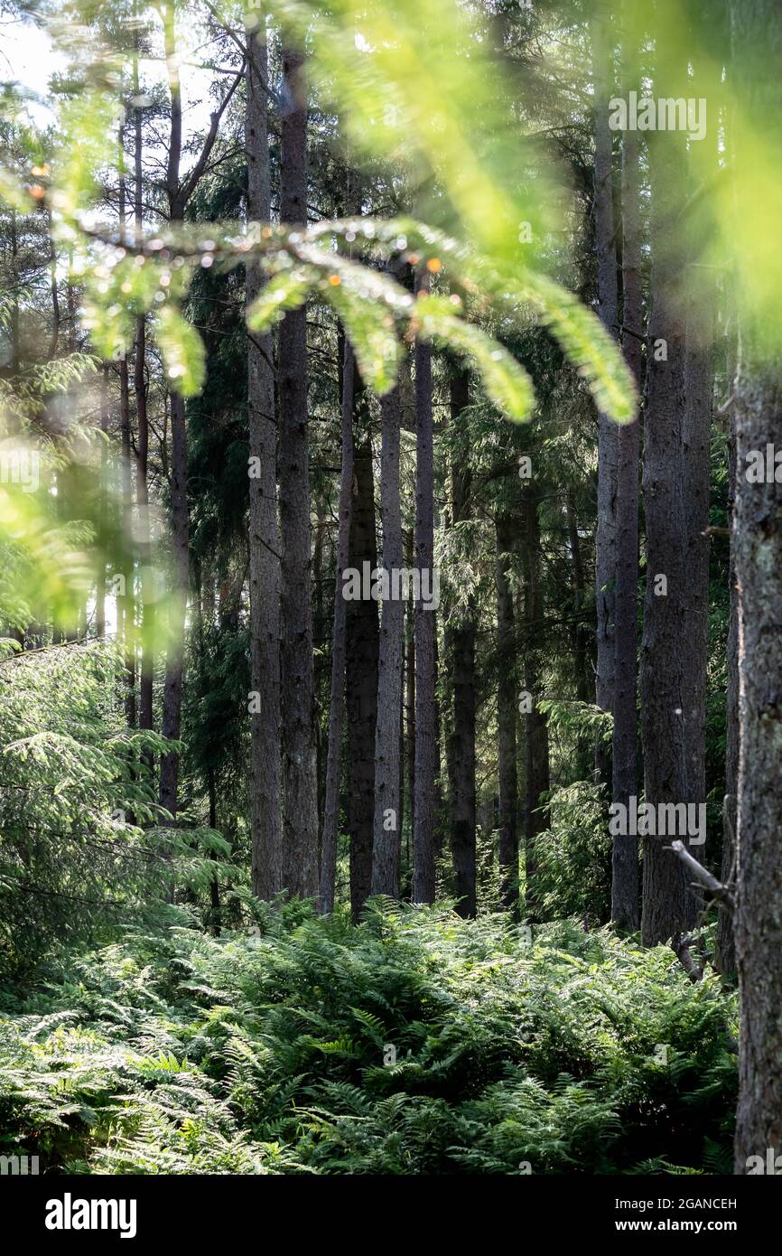 Deep pine forest with underneath fern plantation Stock Photo - Alamy