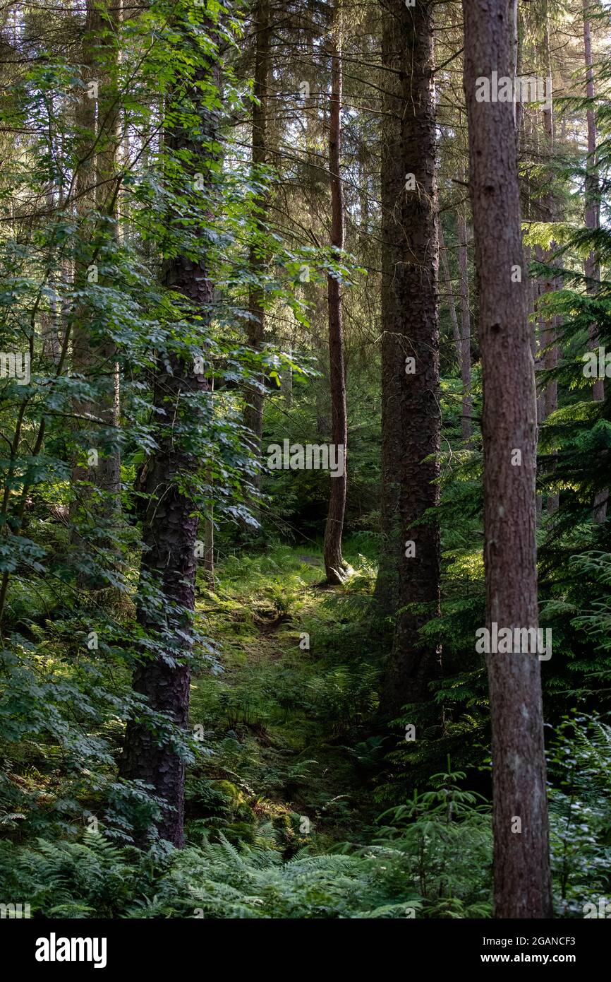 Deep pine forest with underneath fern plantation Stock Photo - Alamy