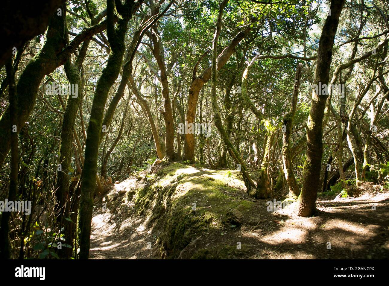 Deciduous forest. Resilient transparent ecosystem in the mountains ...