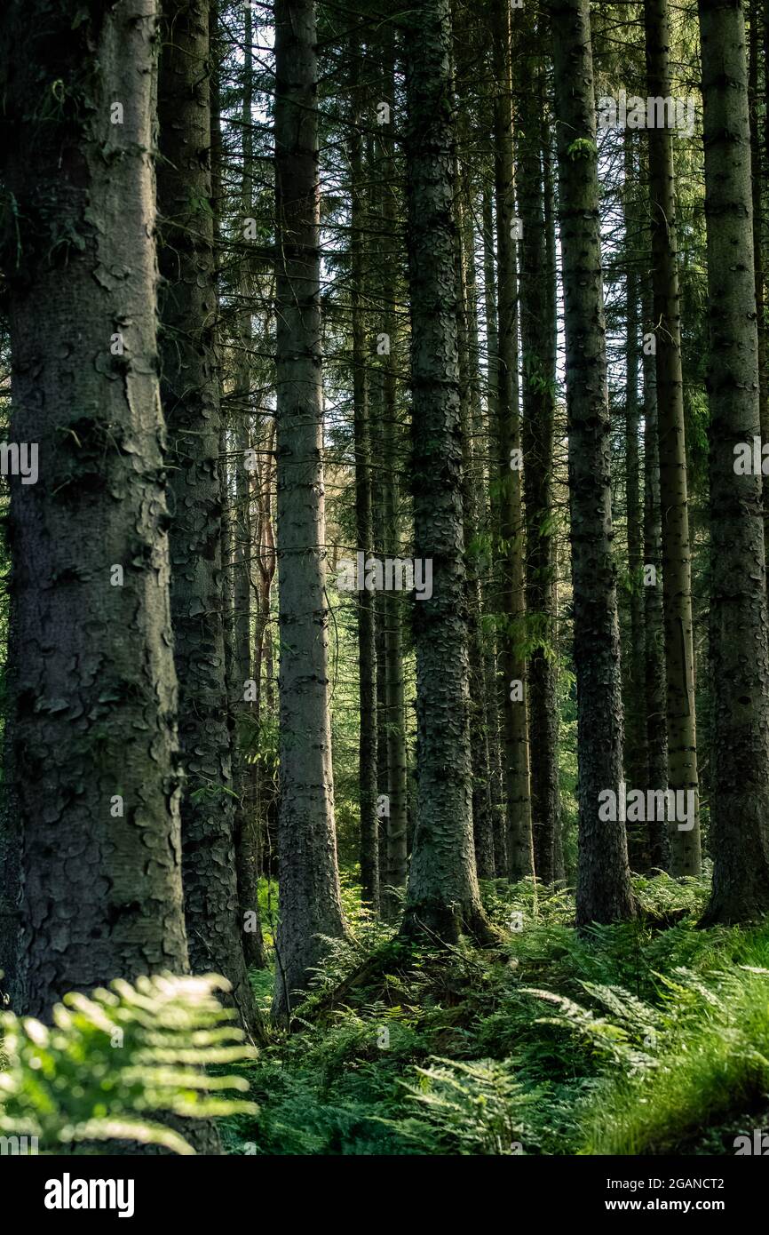 Deep pine forest with underneath fern plantation Stock Photo - Alamy