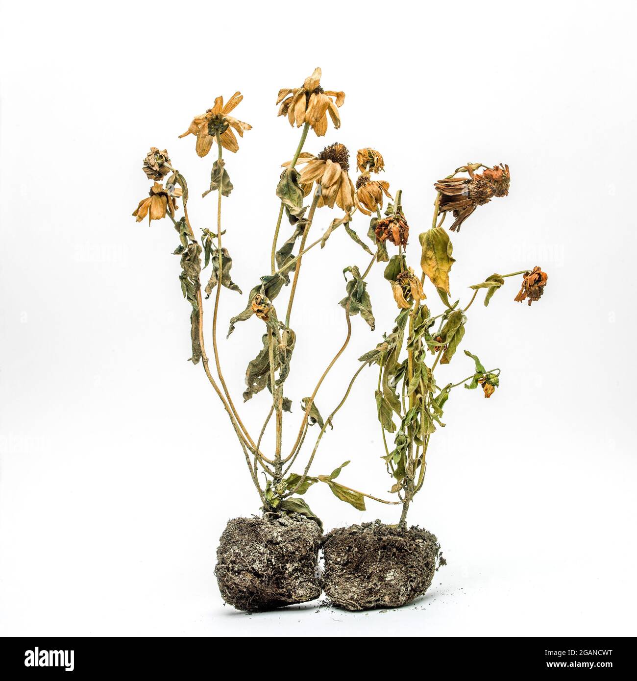 Dead flowers in pots showing the effects of neglect during an indoor ...