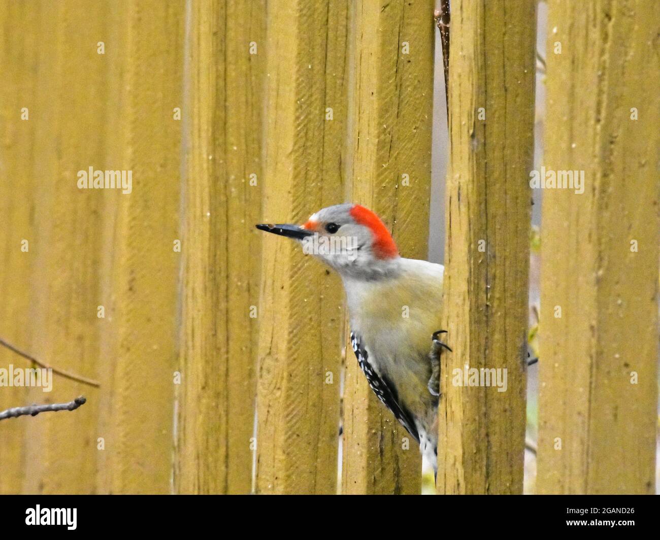 Humming Bird on My Deck Stock Photo - Alamy