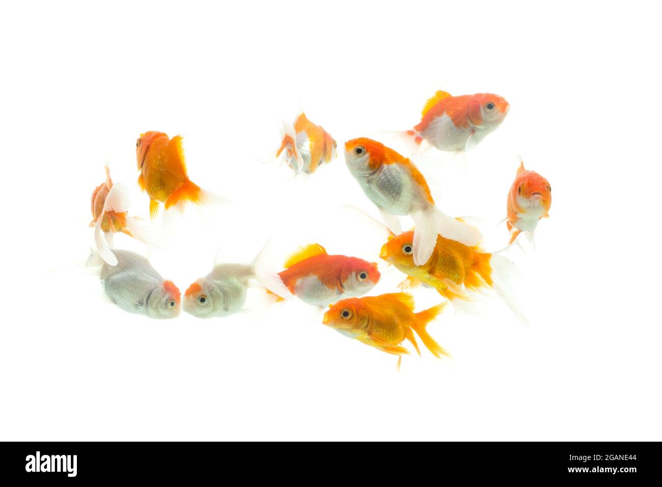 Tropical freshwater plants Cut Out Stock Images & Pictures - Alamy