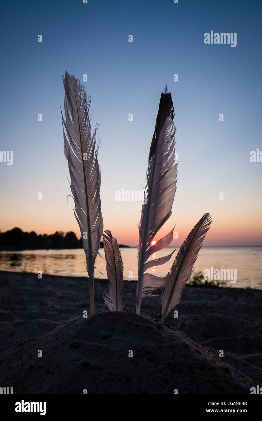 Feather plume hi-res stock photography and images - Alamy