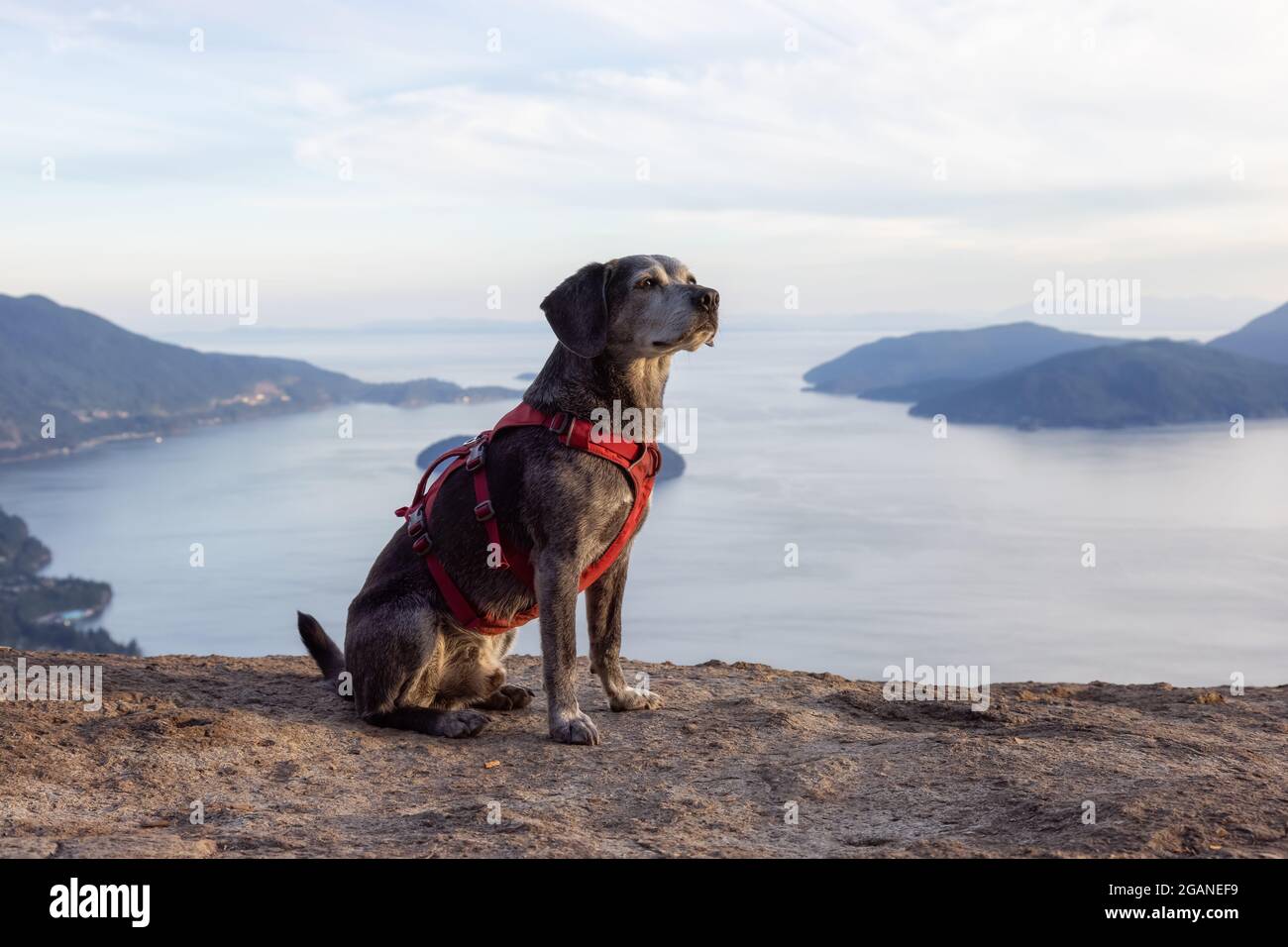 Adventurous little hiking dog on top of a mountain Stock Photo - Alamy
