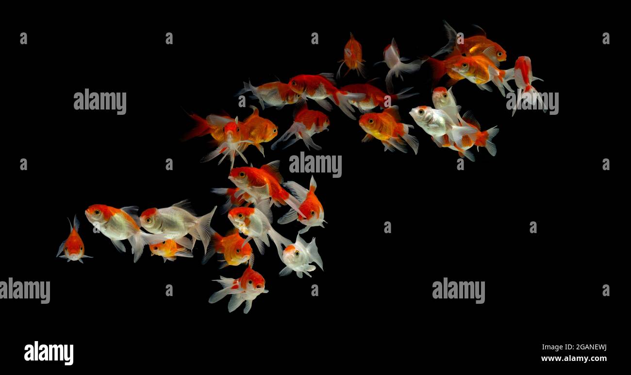 Goldfish koki hi-res stock photography and images - Alamy