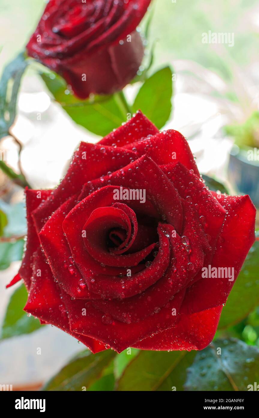 Maroon rose thorn hi-res stock photography and images - Alamy