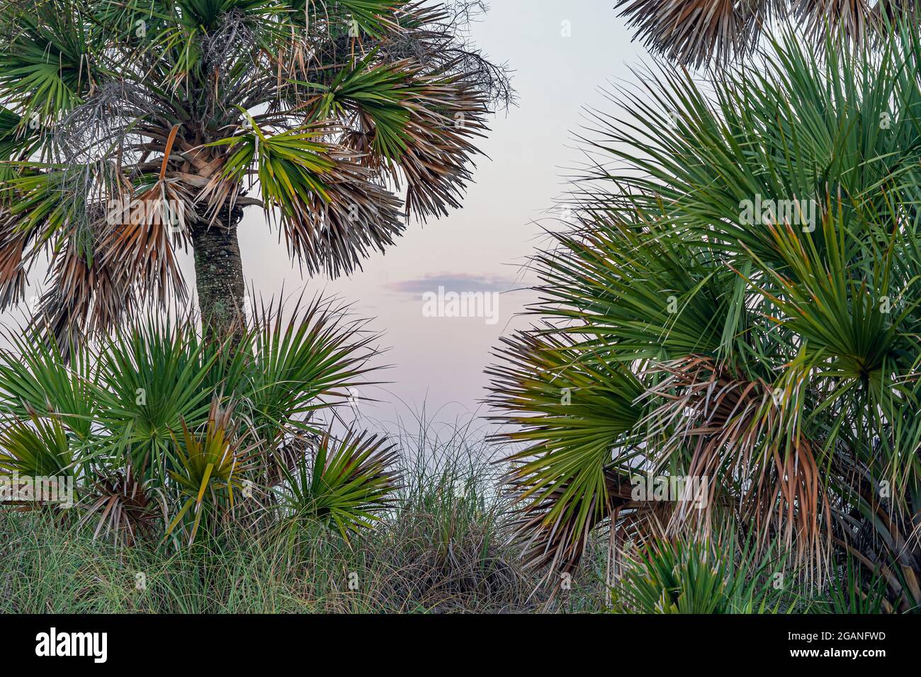 Shamrock park on the West Coast of Florida in summer Stock Photo - Alamy