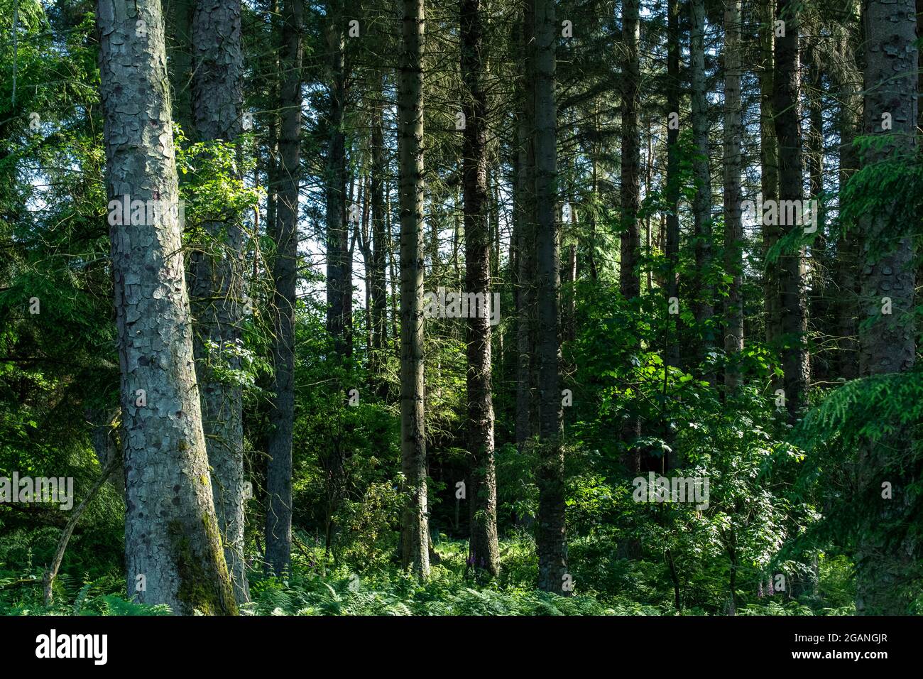 Deep pine forest with underneath fern plantation Stock Photo - Alamy