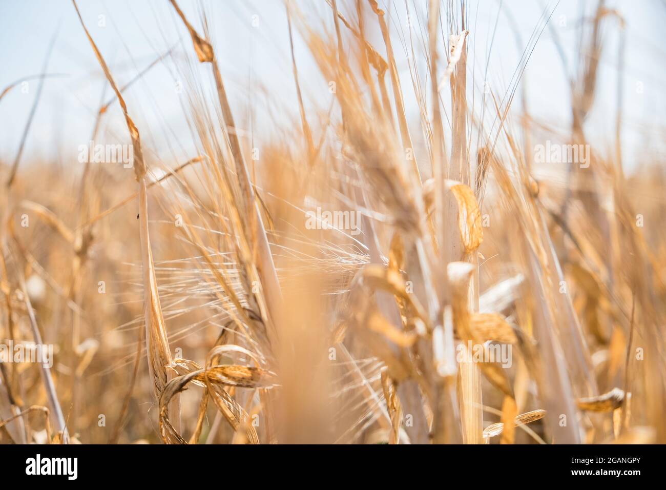Dry barley field during drought Stock Photo - Alamy
