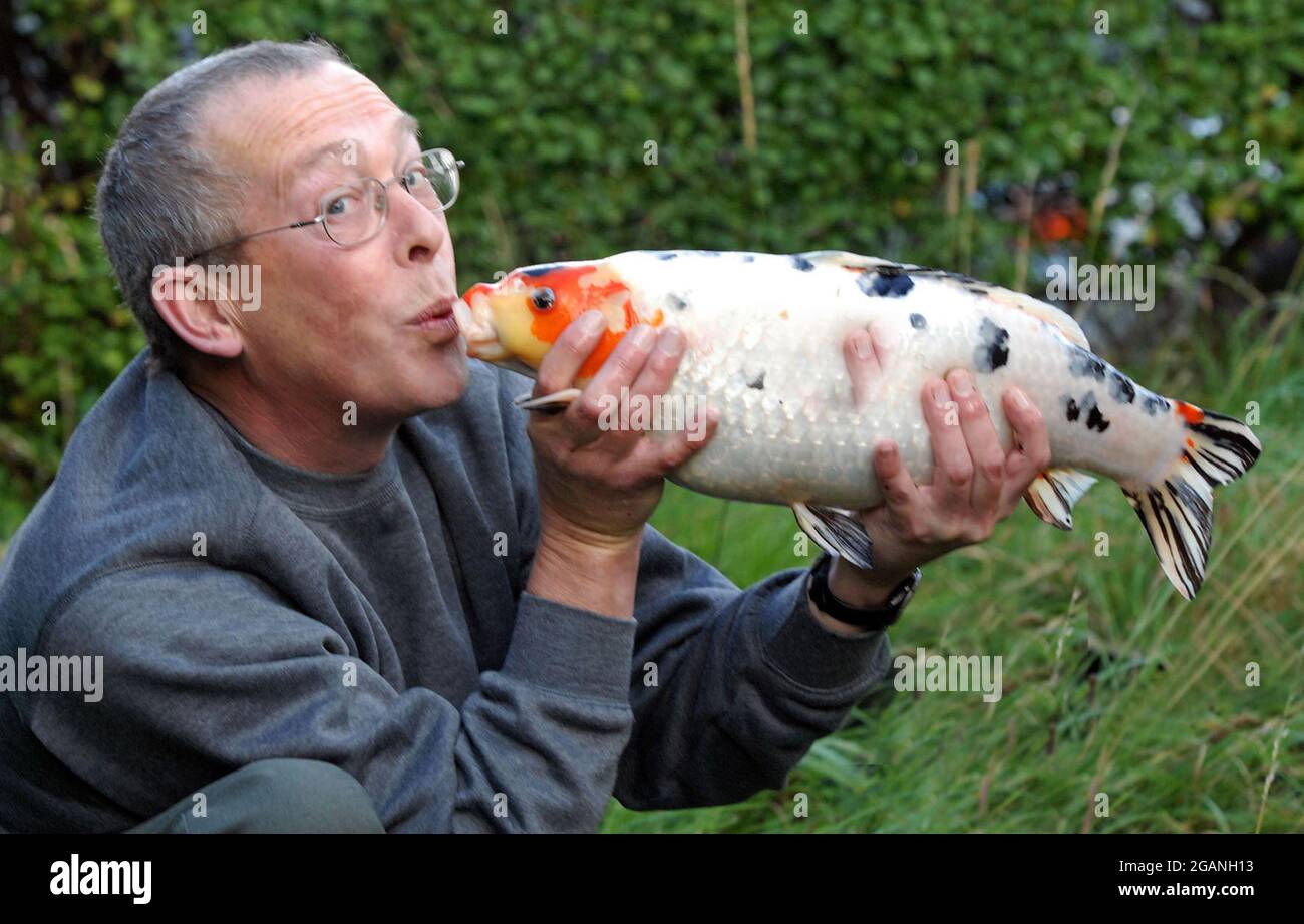 Dead koi carp hi-res stock photography and images - Alamy