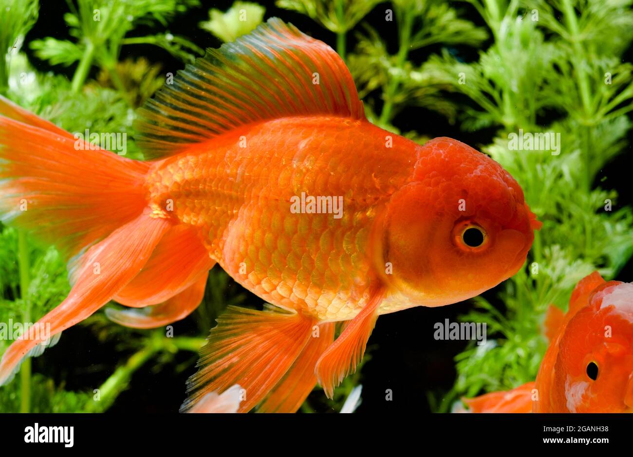 Goldfish in aquarium with green plants Stock Photo - Alamy