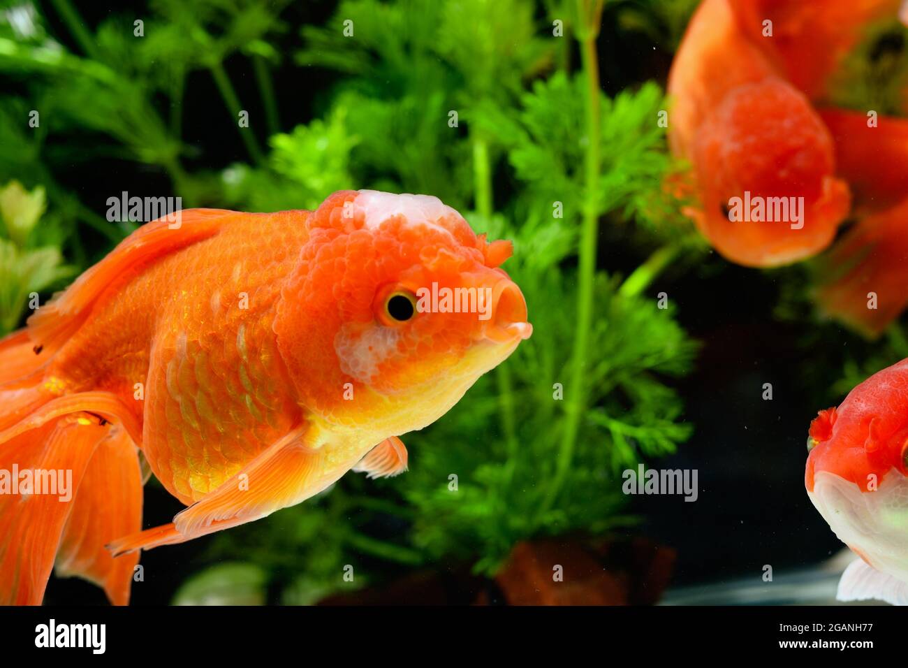 Cute Baby Goldfish