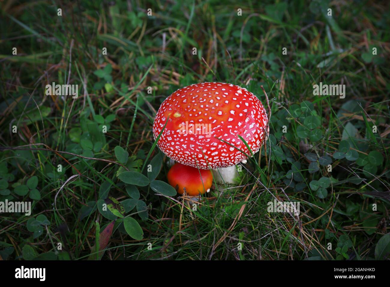 Toadstool growing in the forest Stock Photo - Alamy