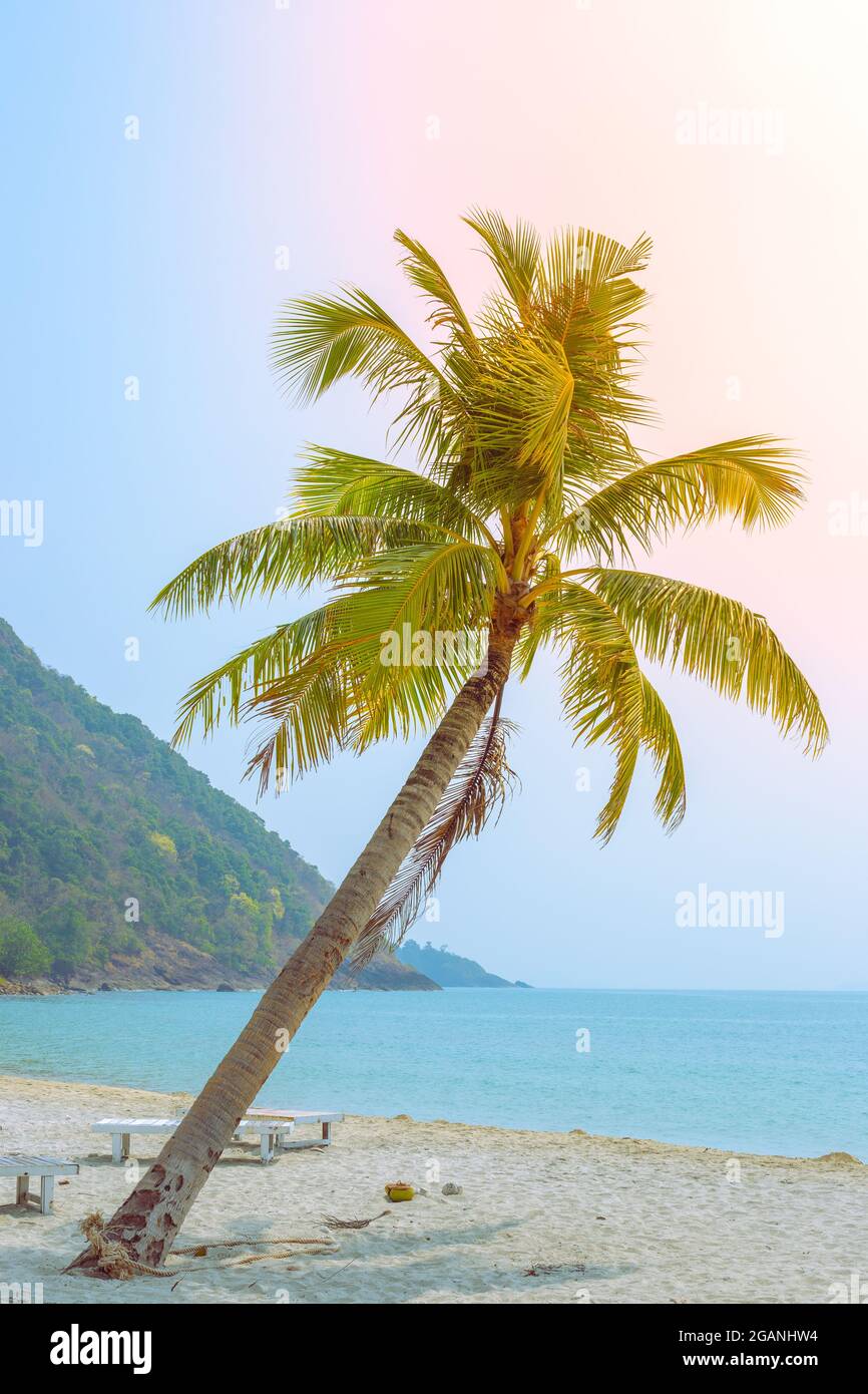 Coconut tree by the sea. Beautiful tropical vertical landscape Stock ...