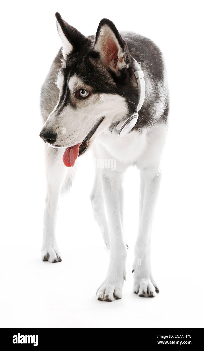 Siberian Husky in headphones, isolated on white Stock Photo - Alamy