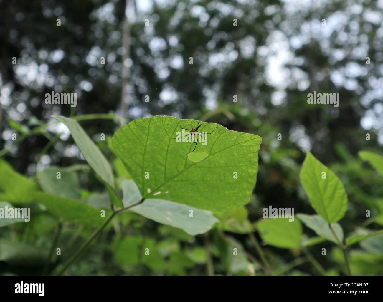 Underneath view spider hi-res stock photography and images - Alamy