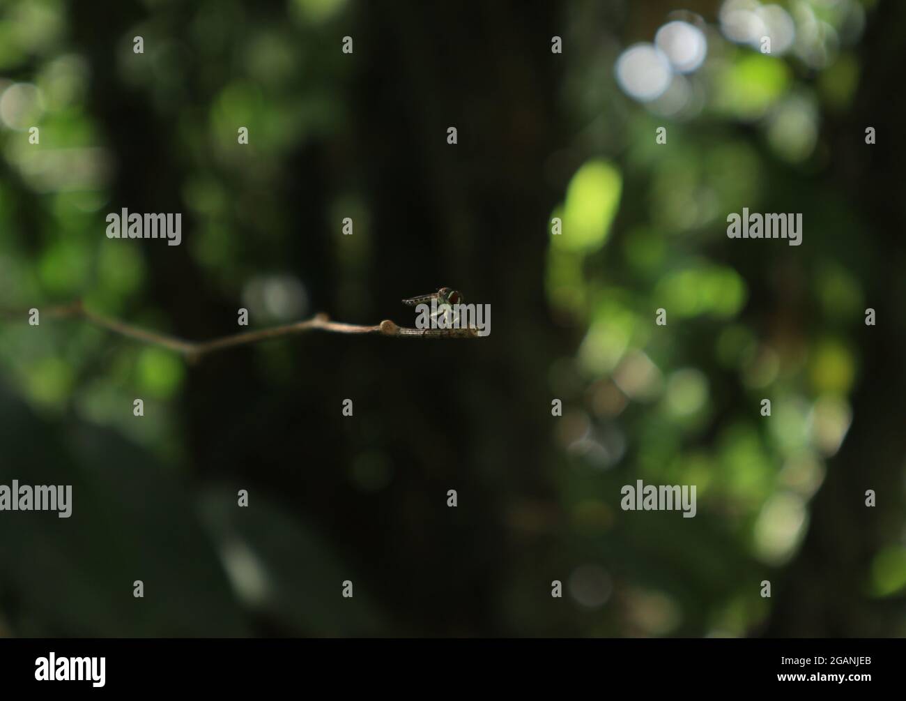 A tiny carnivorous insect eating a very small insect while sitting on a ...