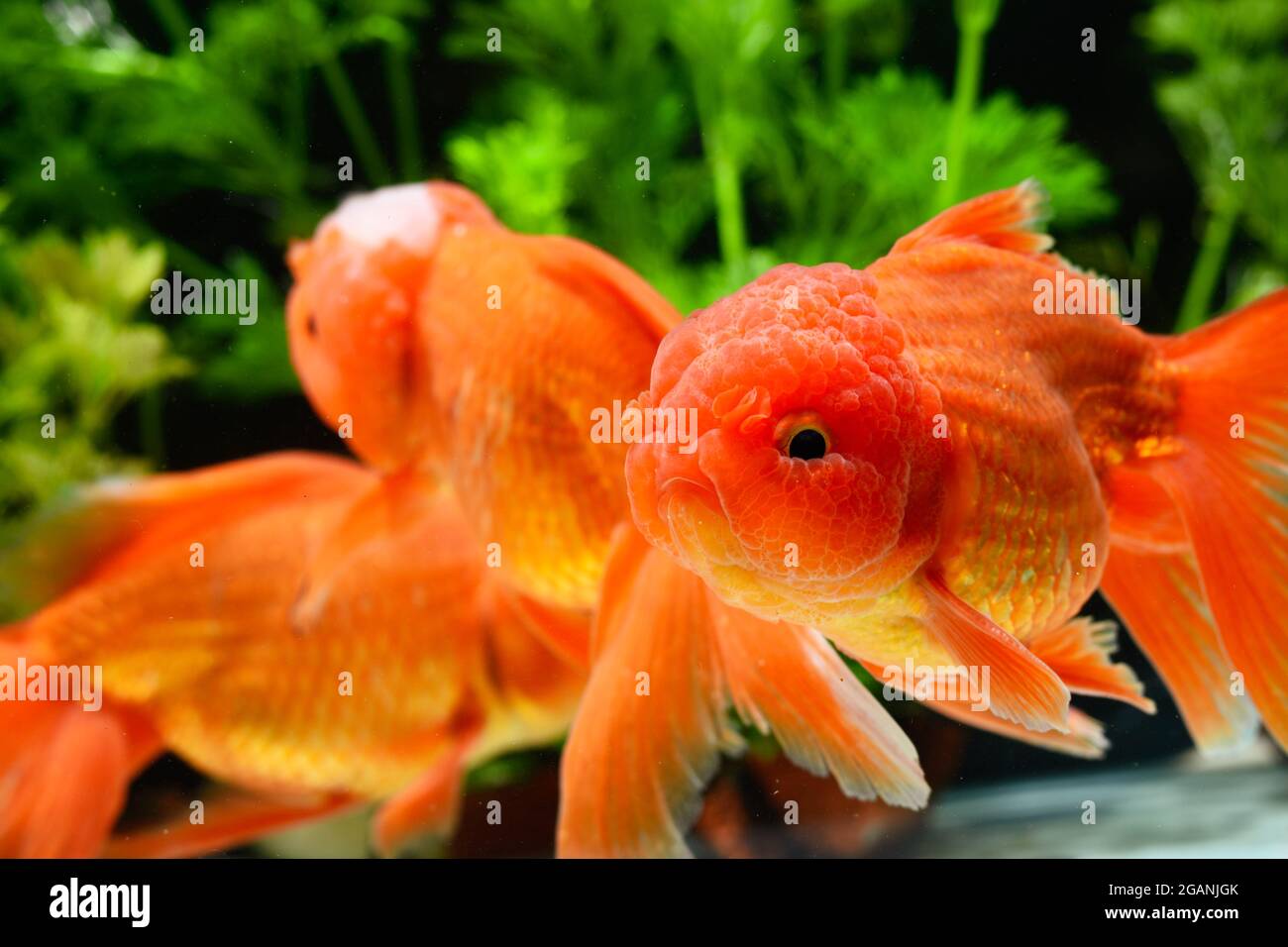 Goldfish in aquarium with green plants Stock Photo - Alamy