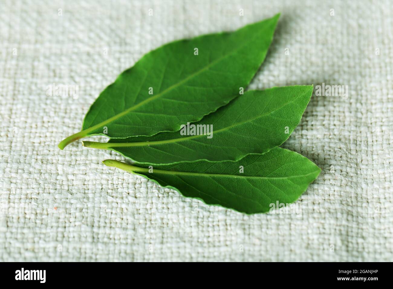 Fresh bay leaves, close up Stock Photo - Alamy