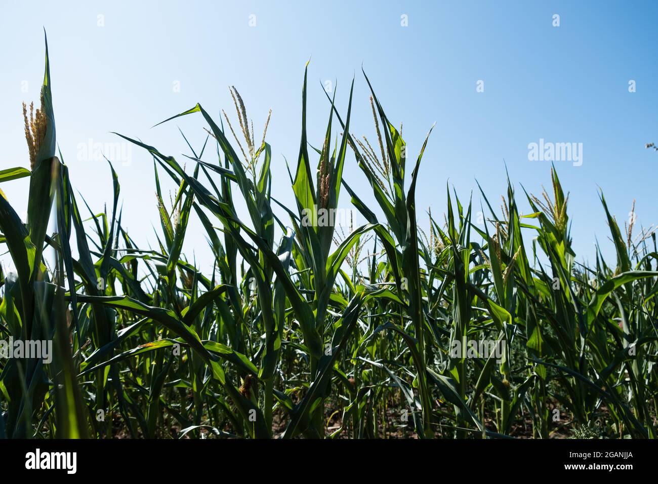 Corn plantation hi-res stock photography and images - Alamy