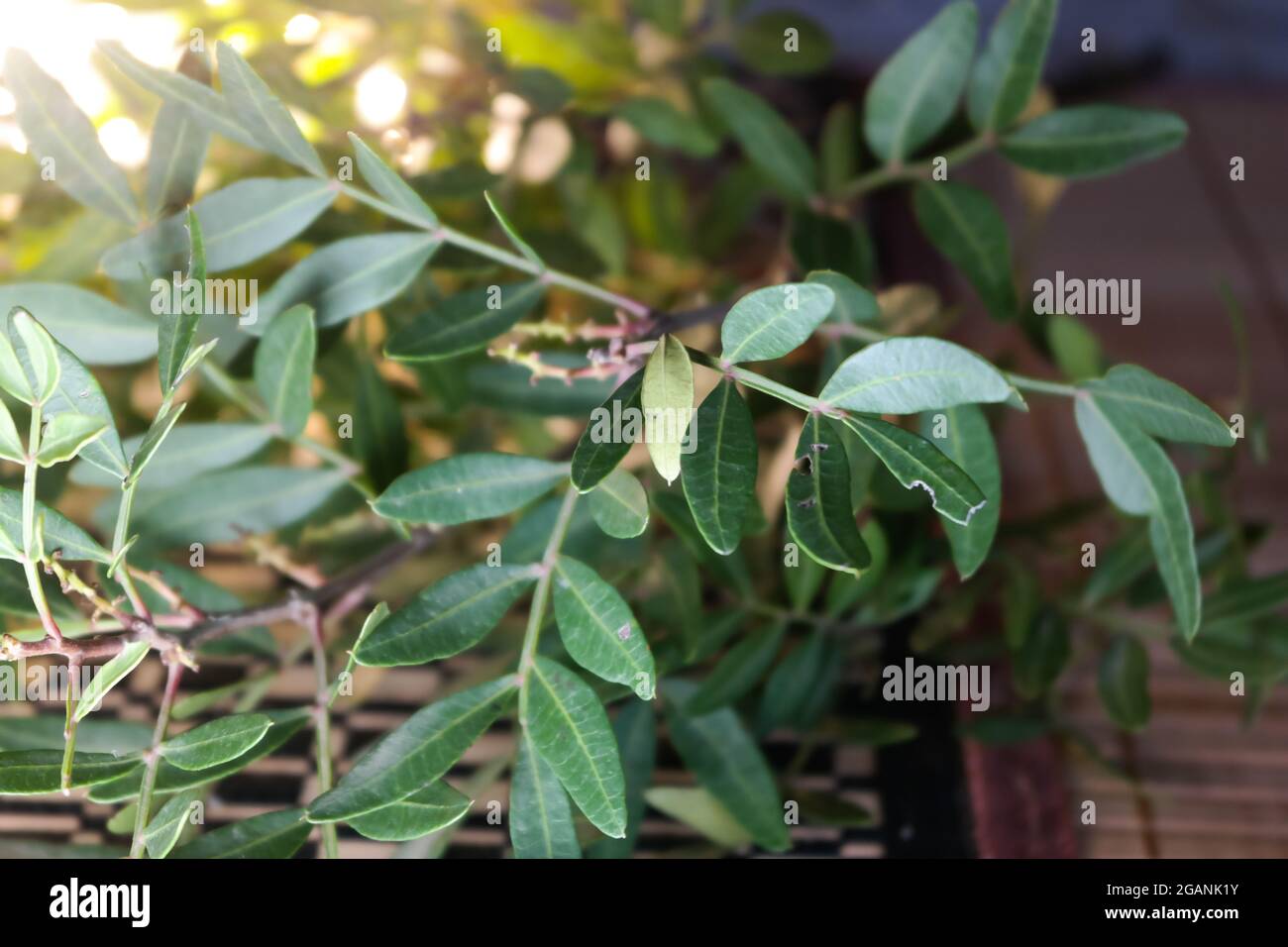Selective focus shot of growing plants in the greenery at daylight ...