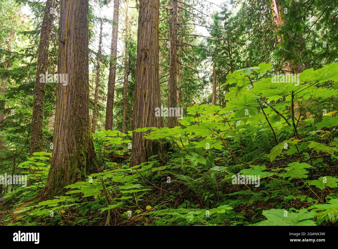 Cedar trees and ferns inside the Ancient Forest provincial park, Fraser ...